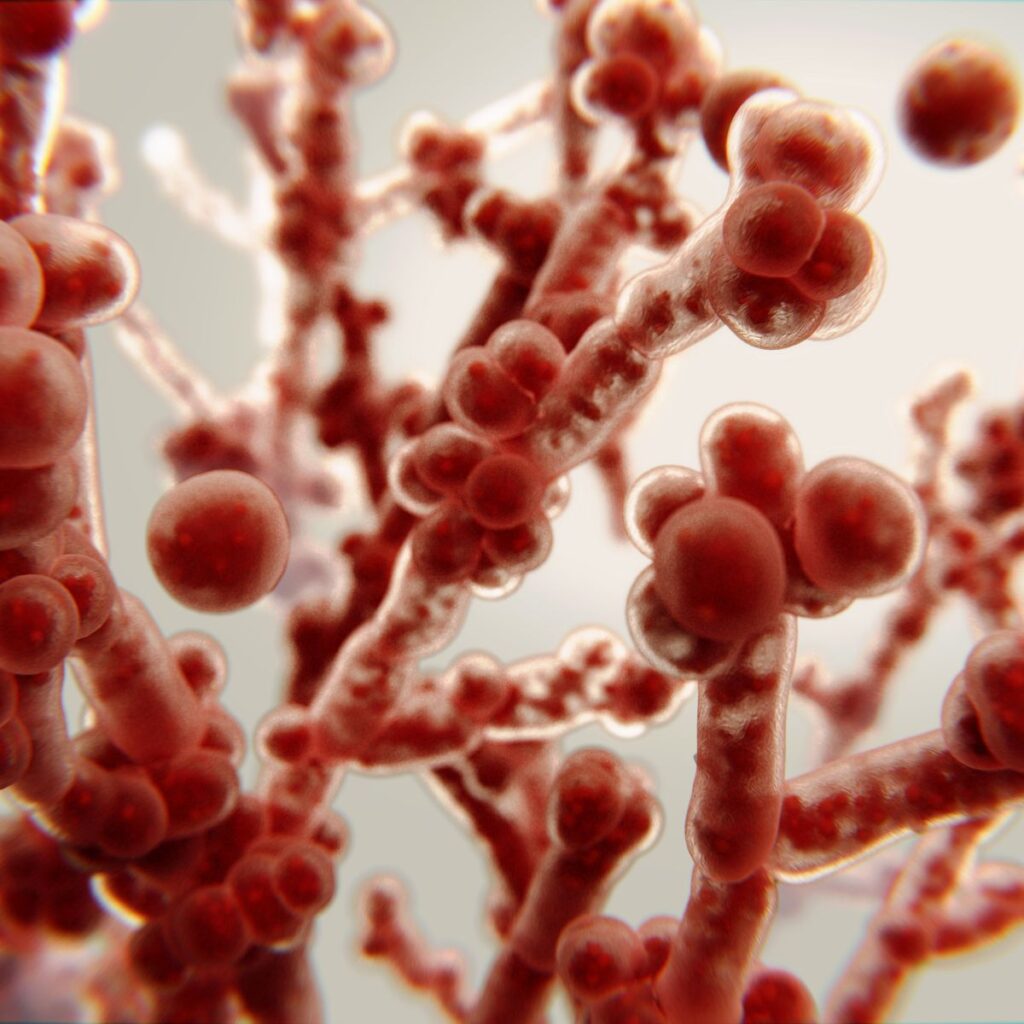 Blog - How to Heal Candida Naturally at Home? | Dr. Fajer AlJumairi